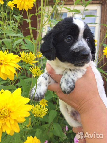 Щенки ищут дом)