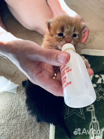 Котята в дар