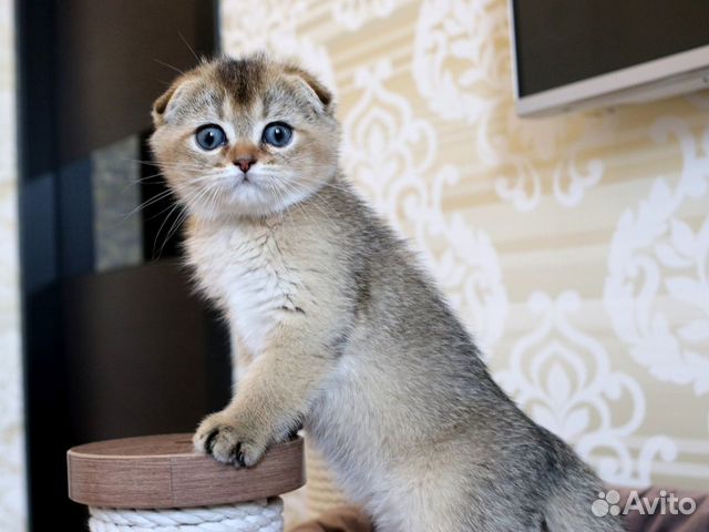 Роскошный кот скоттиш фолд тикированного окраса