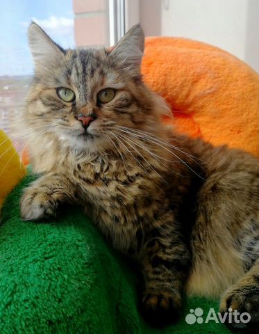 Две юные красотки