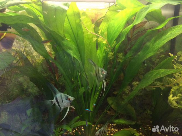 Аквариумное растение - Эхинодорус Блехера
