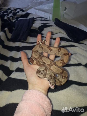 Императорский удав Salmon