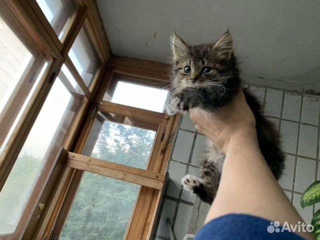 Чудесный малыш ищет новый дом