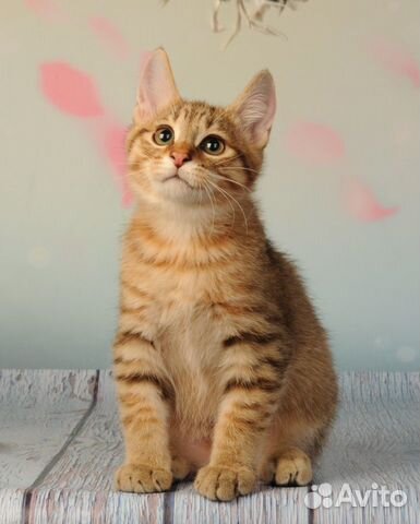 Шикарный золотой пятнистый котик