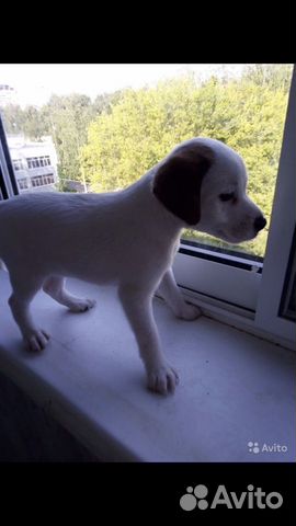 Щенок Парсон(Джек) Рассел терьера