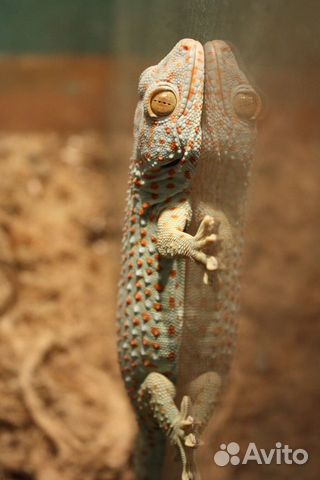 Геккон-Токи