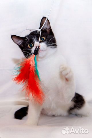 Котёнок в дар