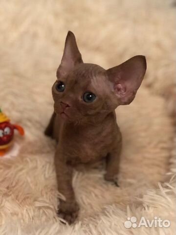 Мальчик Оливер