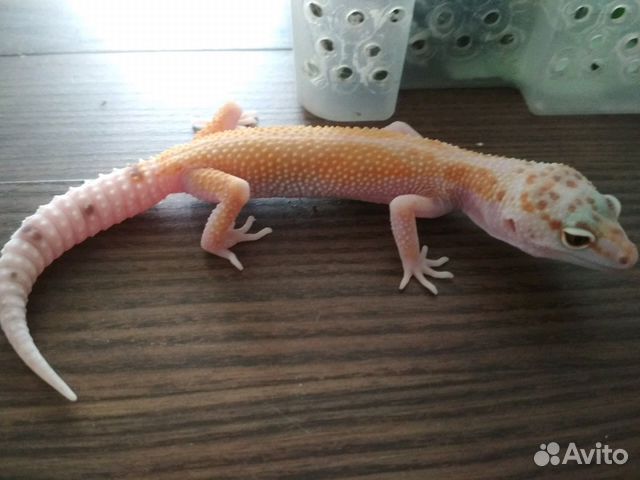 Малышка эублефара