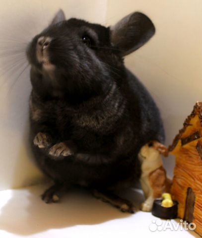 Шиншилла Темный мальчик