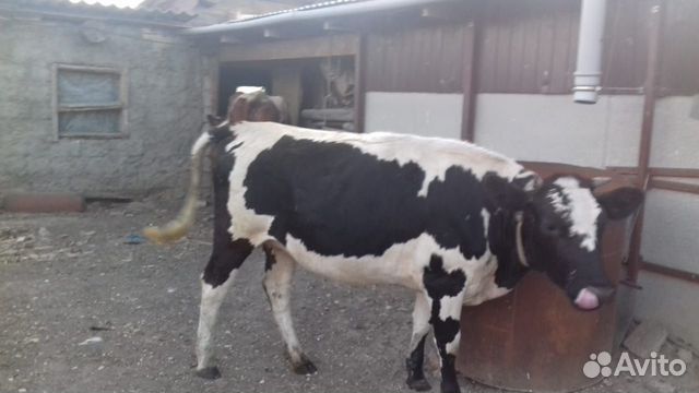 Продаются 3 коровы и 3 первотелки