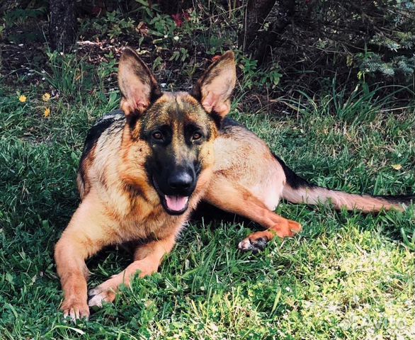 Щенок, метис немецкой овчарки, в дар