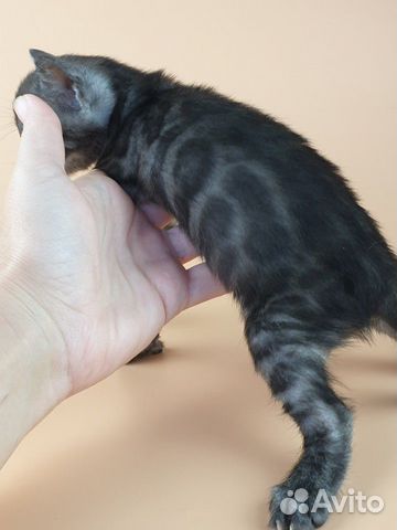 Бенгальские котята