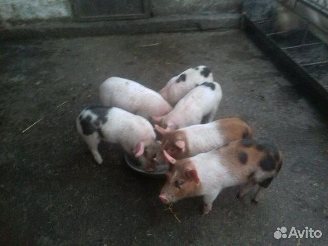 Поросята мясные от крупных родителей