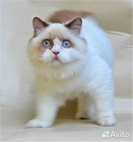 Британский котик