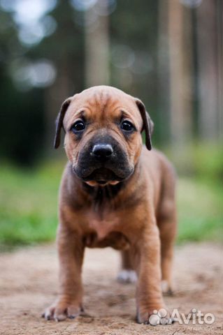 Шикарные щенки питбуля