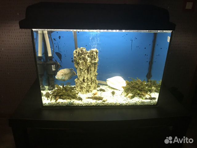 Аквариум 100 литров с наполнением «живой»
