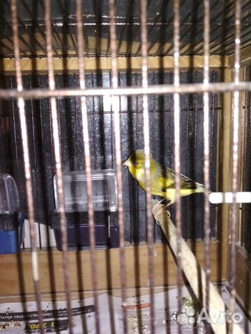 Кенары породы "Русская канарейка"