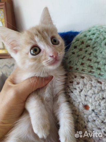 Красотун в добрые ручки