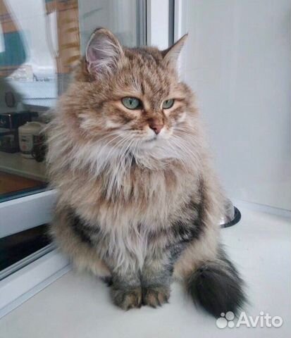 Сонечка- спокойная кошечка ищет дом