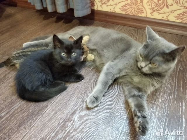 Котята