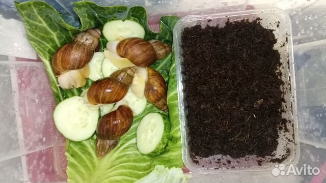 Улитки ахатинские