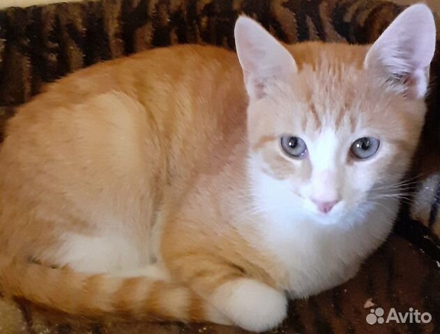 Солнечный рыжик ищет дом