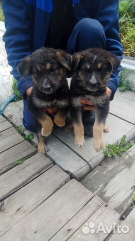 Щенки немецкой очарки