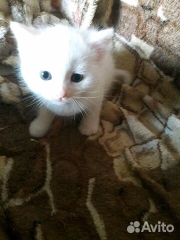 Британский котёнок