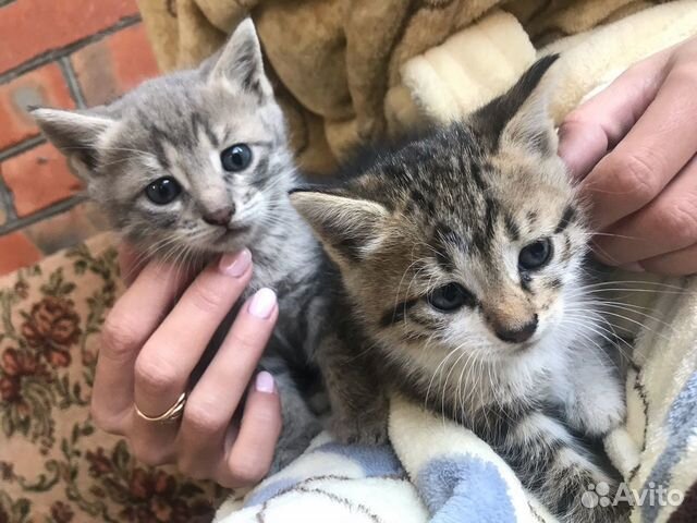 Космические котята