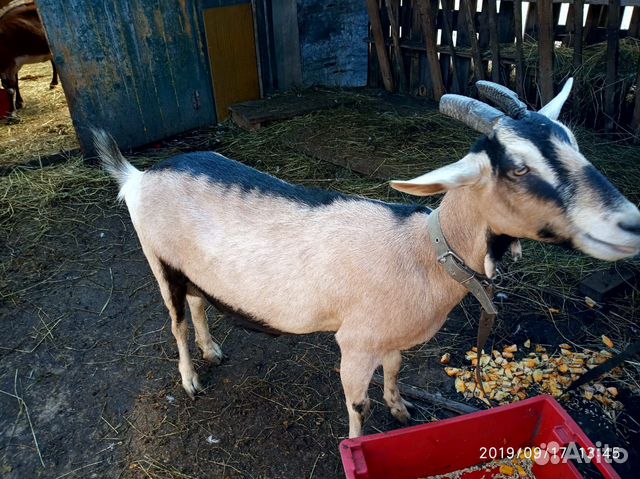 Продам козу на мясо
