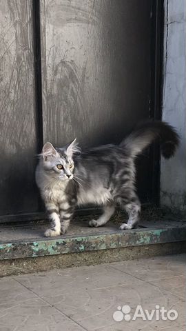 Продаётся кошечка мейн кун