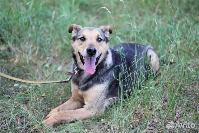 Отдам собаку Стенли-Брамс в добрые руки