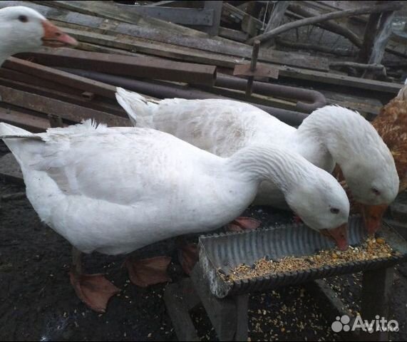 Продам гусей