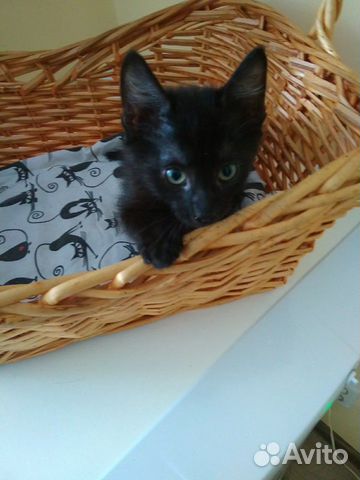 Котенок