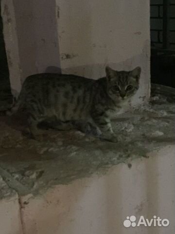 Маленькое серое счастье ищет дом