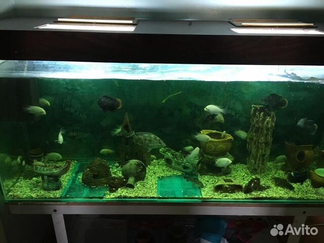 Продам рыбок