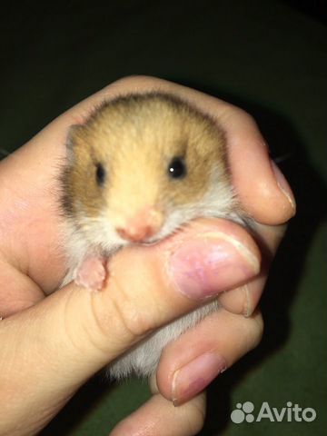 Хомячата сирийские