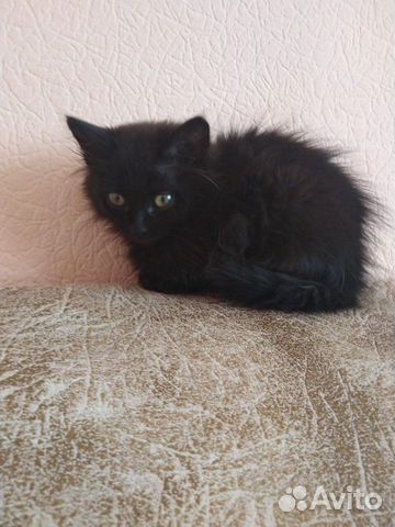 Прекрасный котёнок ищет дом