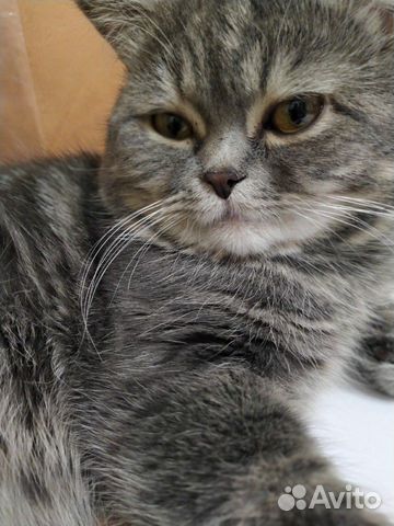 Помесь Шотландец+Перс