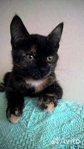 Метисы лесной норвежской (3 мес) в хорошие руки