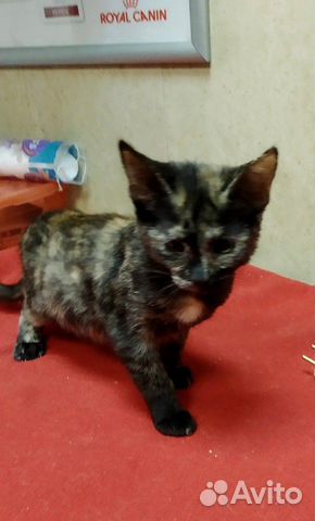 Нежный котёнок черепахового окраса 3 месяца