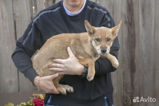 Щенок Чингиз 3 мес. Есть прививка. Привезем