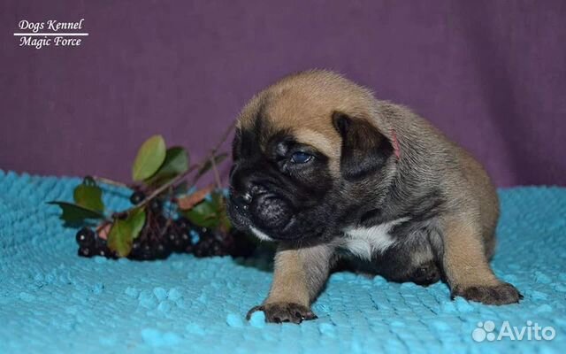 Бульмастиф щенки