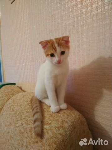 Отдадим вислоухого милашика в хорошие руки