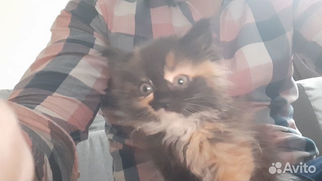 Котёнок, кошечка