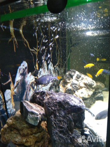 Цихлиды. лабидохромис еллоу (yellow)