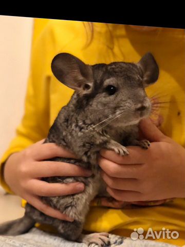 Шиншилла мальчик 4 месяца