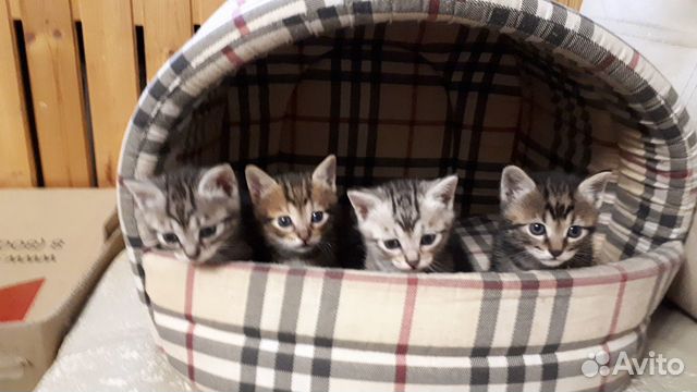 Котята курильского бобтейла