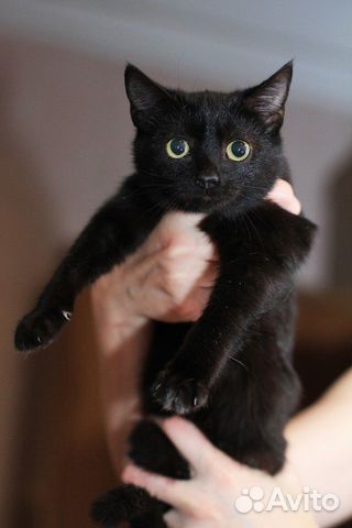 Мини-пантера из Книги Джунглей